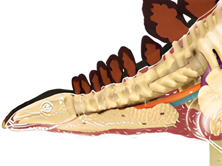 ANATOMIA DO STEGOSAURO 4D VISION STEGOSAURUS ANATOMY MODEL 4D MASTER ...